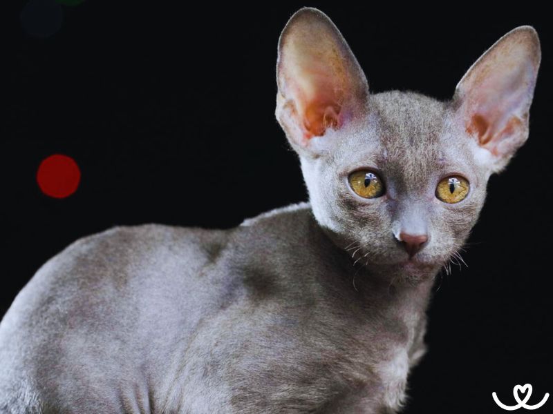 Cornish rex je kočka s ušima netopýra | CHLUPÁČI.cz
