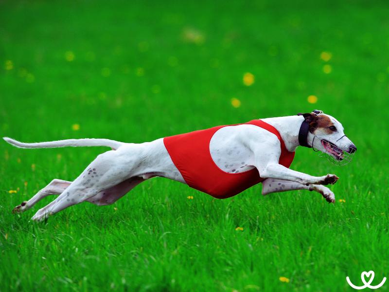 Coursing: Jak probíhají tréninky a zkoušky | CHLUPÁČI.cz