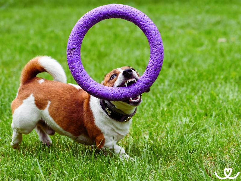 Dog puller: Jak se psem trénovat a soutěžit | CHLUPÁČI.cz
