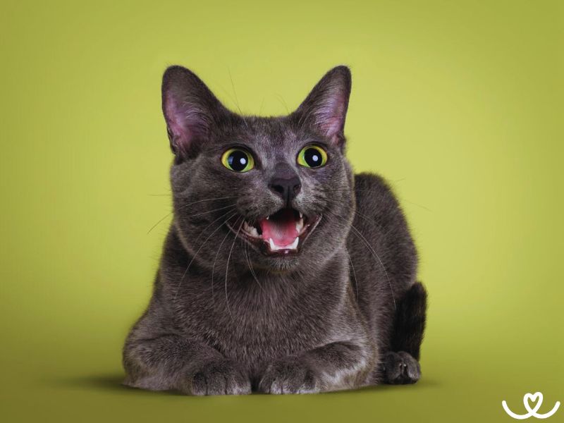 Korat je kočka, kterou jste mohli získat jen darem | CHLUPÁČI.cz