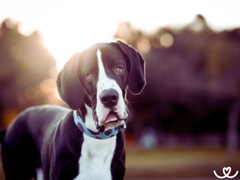 Německá doga je laskavý psí obr | CHLUPÁČI.cz