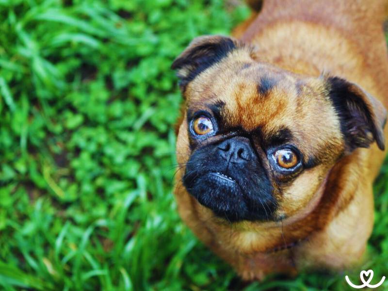 Grifonek brabantský (brabantík) se snadno urazí | CHLUPÁČI.cz