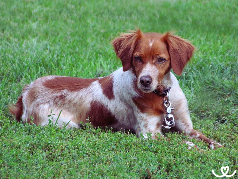 Irský červenobílý setr je psí lovec, co miluje děti | CHLUPÁČI.cz