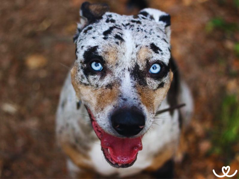 Louisianský leopardí pes umí být hodně dominantní | CHLUPÁČI.cz