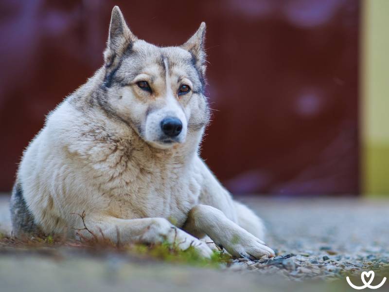 Západosibiřská lajka pořád umí ulovit i medvěda | CHLUPÁČI.cz