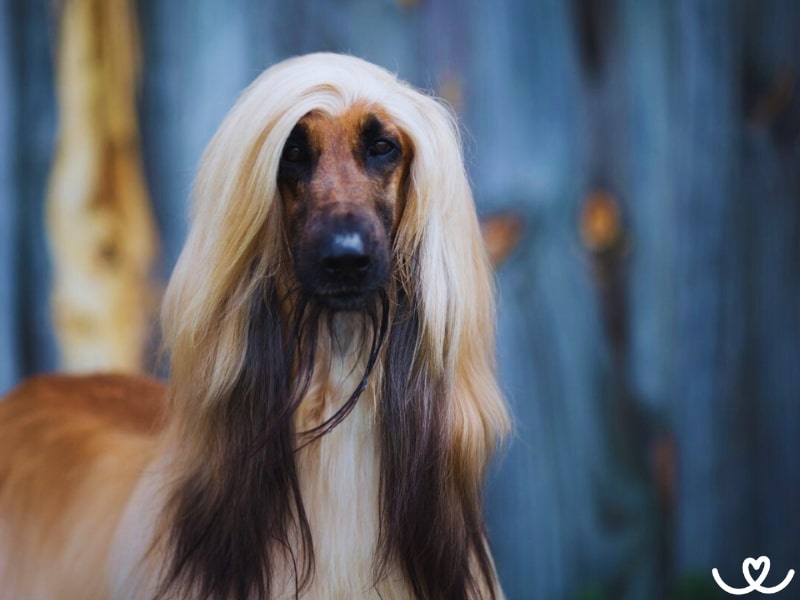 Afgánský chrt je psí elegán, ale pořádně tvrdohlavý | CHLUPÁČI.cz