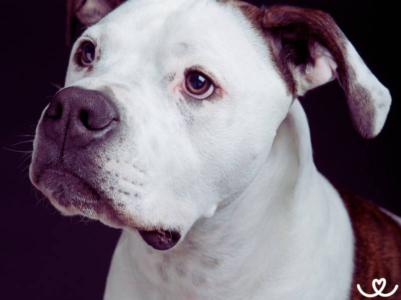 Americký buldok vypadá jako drsňák, ale miluje děti | CHLUPÁČI.cz