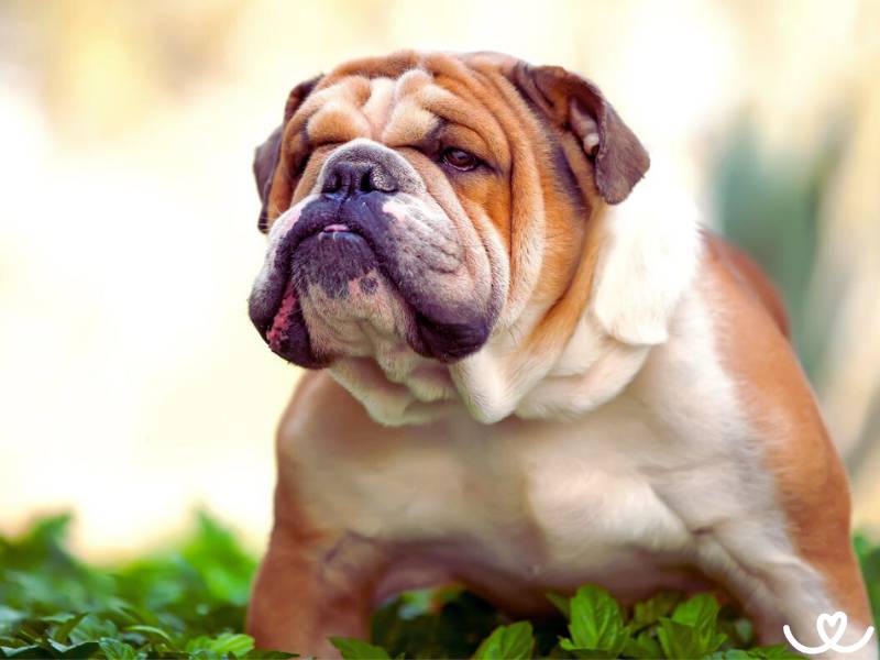 Anglický buldok je psí paličák, který miluje lidi | CHLUPÁČI.cz