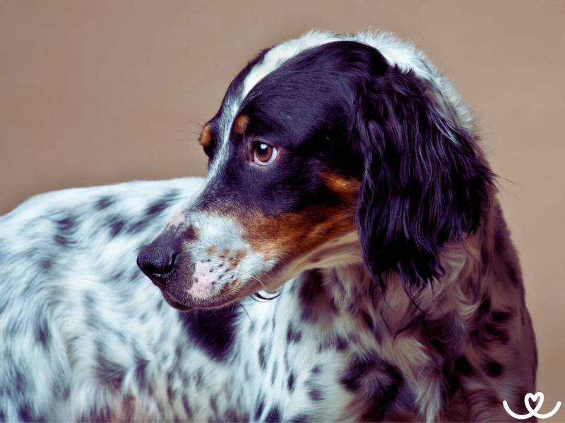 Anglický setr je psí lovec, co miluje štěkání | CHLUPÁČI.cz