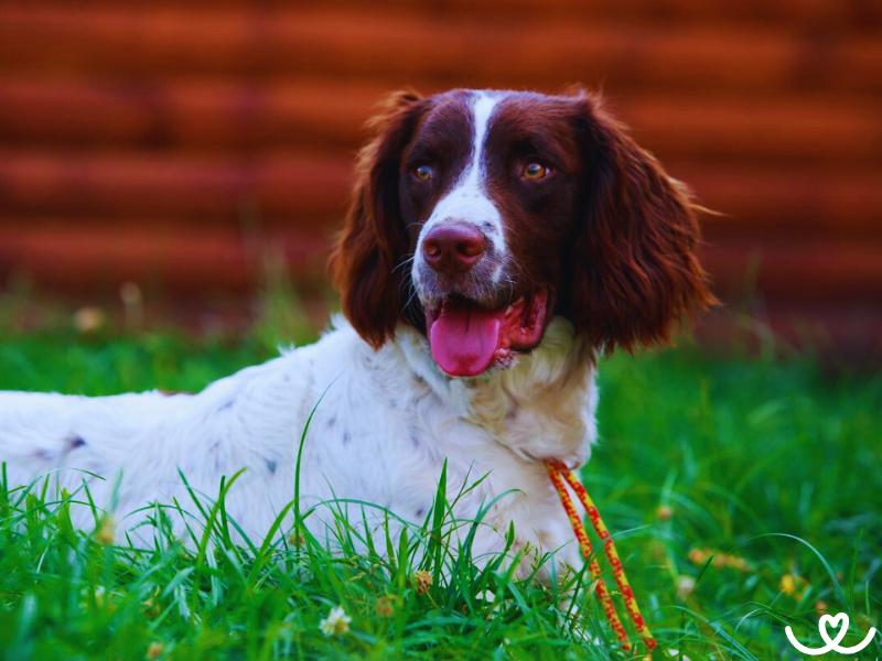 Anglický špřingršpaněl je pes, co se rád učí | CHLUPÁČI.cz
