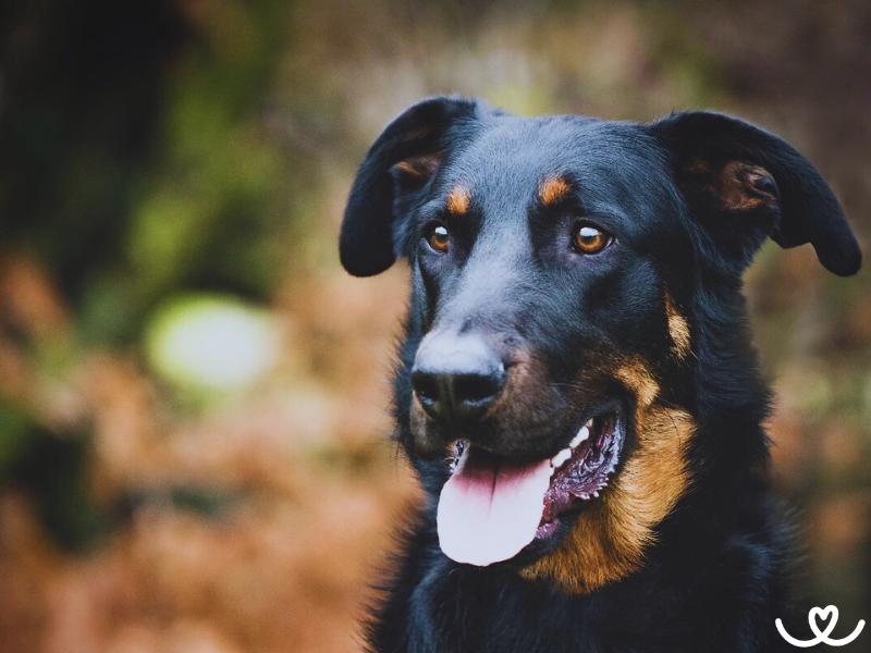 Beauceron potřebuje pevnou ruku a velkou zahradu | CHLUPÁČI.cz