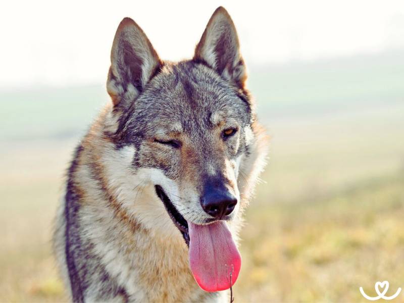 Československý vlčák rozhodně není pes pro každého | CHLUPÁČI.cz