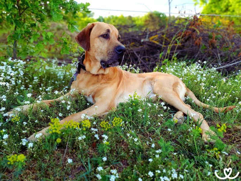 Dánská doga je nežný psí obr, co umí i chránit | CHLUPÁČI.cz