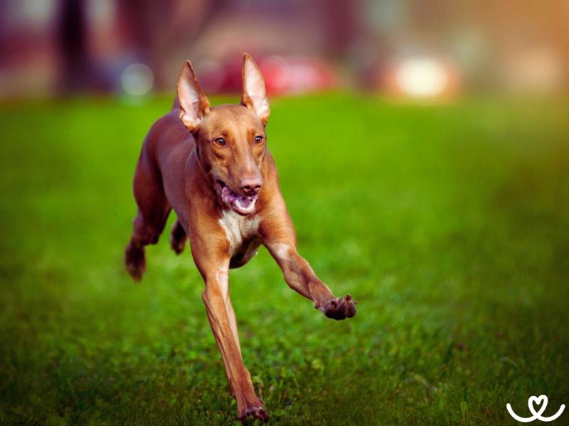 Faraonský pes nesmrdí a ani chlupy nepouští | CHLUPÁČI.cz