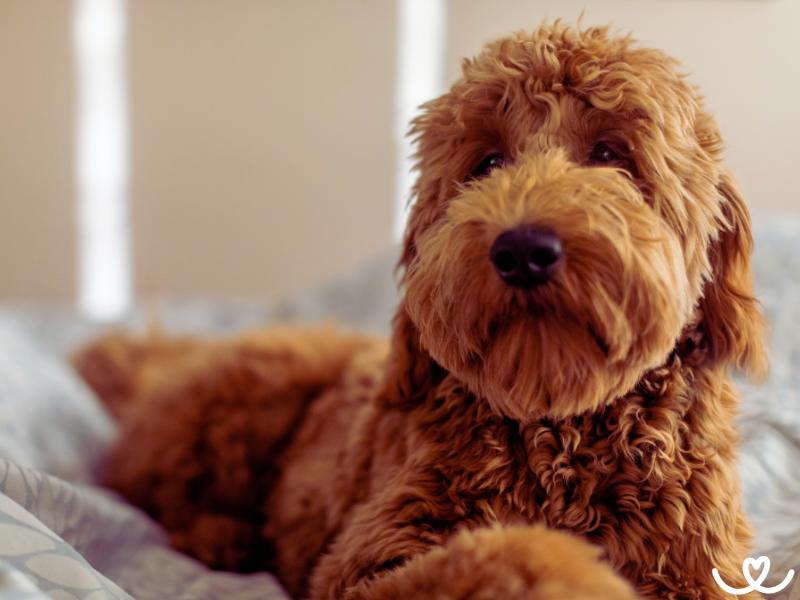 Goldendoodle je laskavý pes, co nepouští chlupy | CHLUPÁČI.cz
