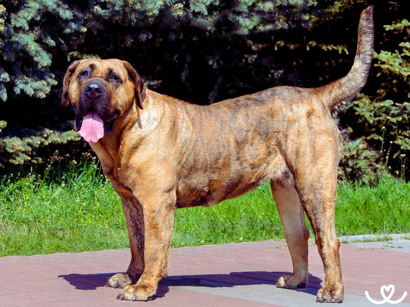 Kanárská doga potřebuje autoritu a spoustu pohybu | CHLUPÁČI.cz