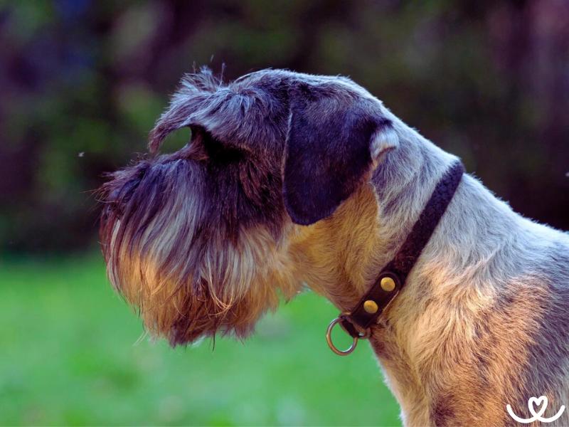 Knírač střední rád zkouší, co si může dovolit | CHLUPÁČI.cz