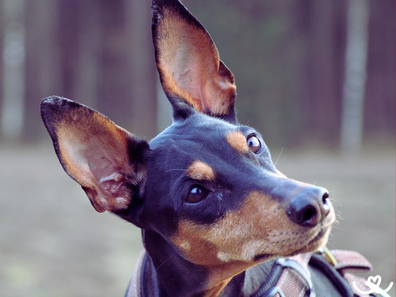 Německý pinč vypadá jako zdrclý dobrman | CHLUPÁČI.cz
