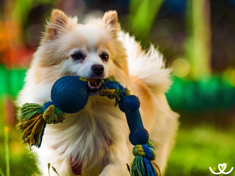 Německý špic je malý pes, ale velký hlídač | CHLUPÁČI.cz