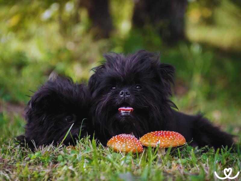 Opičí pinč je věrný pes, ale umí i pořádně žárlit | CHLUPÁČI.cz