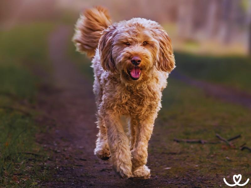 Otterhound či vydrař je mistr na lov vyder | CHLUPÁČI.cz