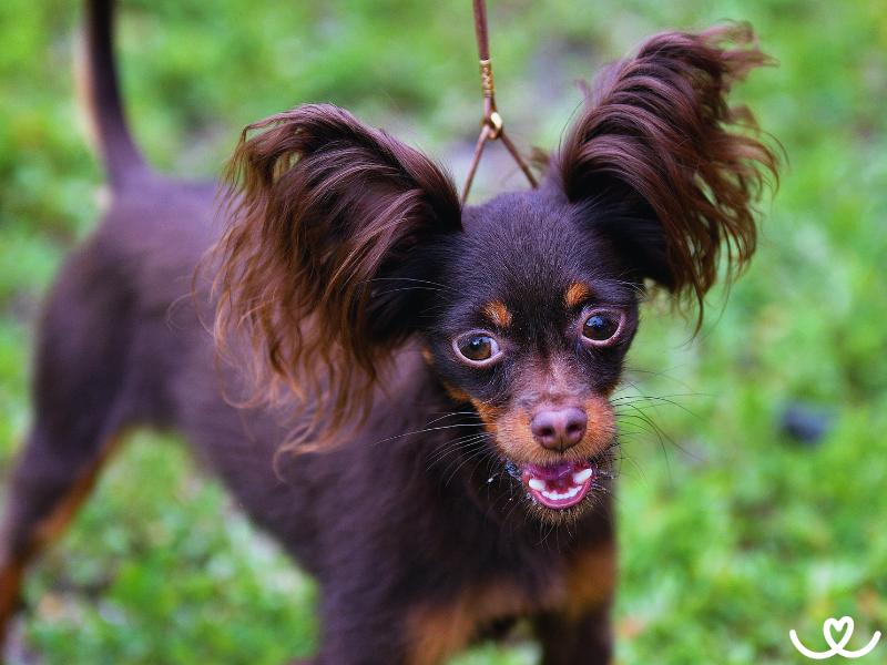 Ruský toy vypadá jako malý psí netopýr | CHLUPÁČI.cz