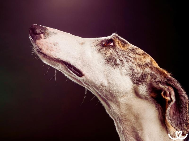 Španělský galgo je akční chrt vhodný i do bytu | CHLUPÁČI.cz